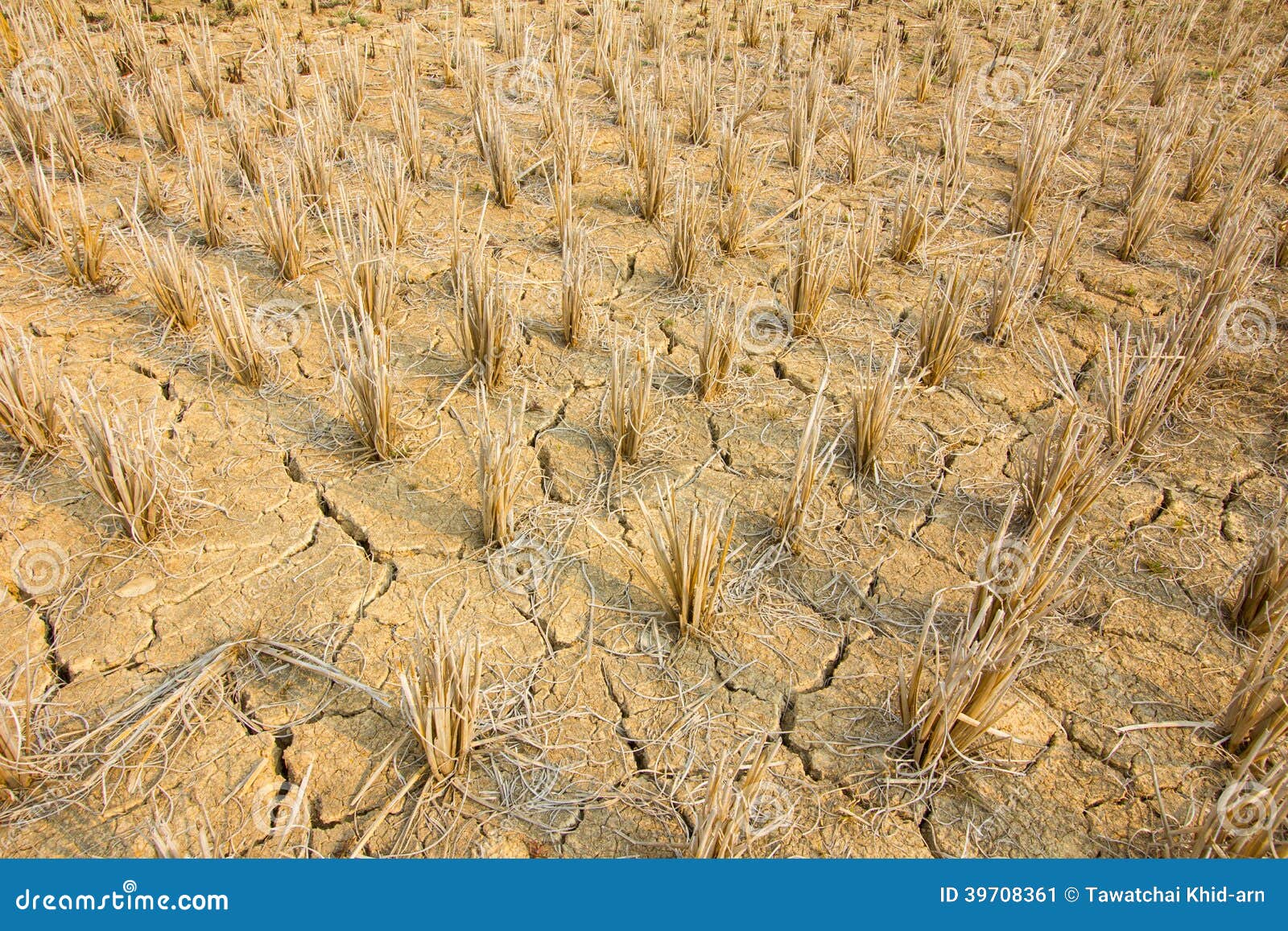 Rice stubble stock image. Image of climate, dust, brown - 39708361