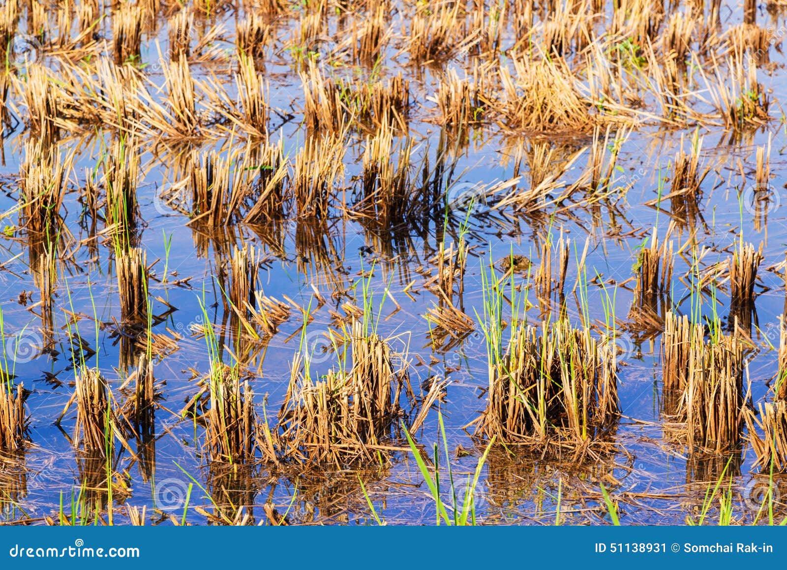 Rice stubble in rice field stock image. Image of growing - 51138931