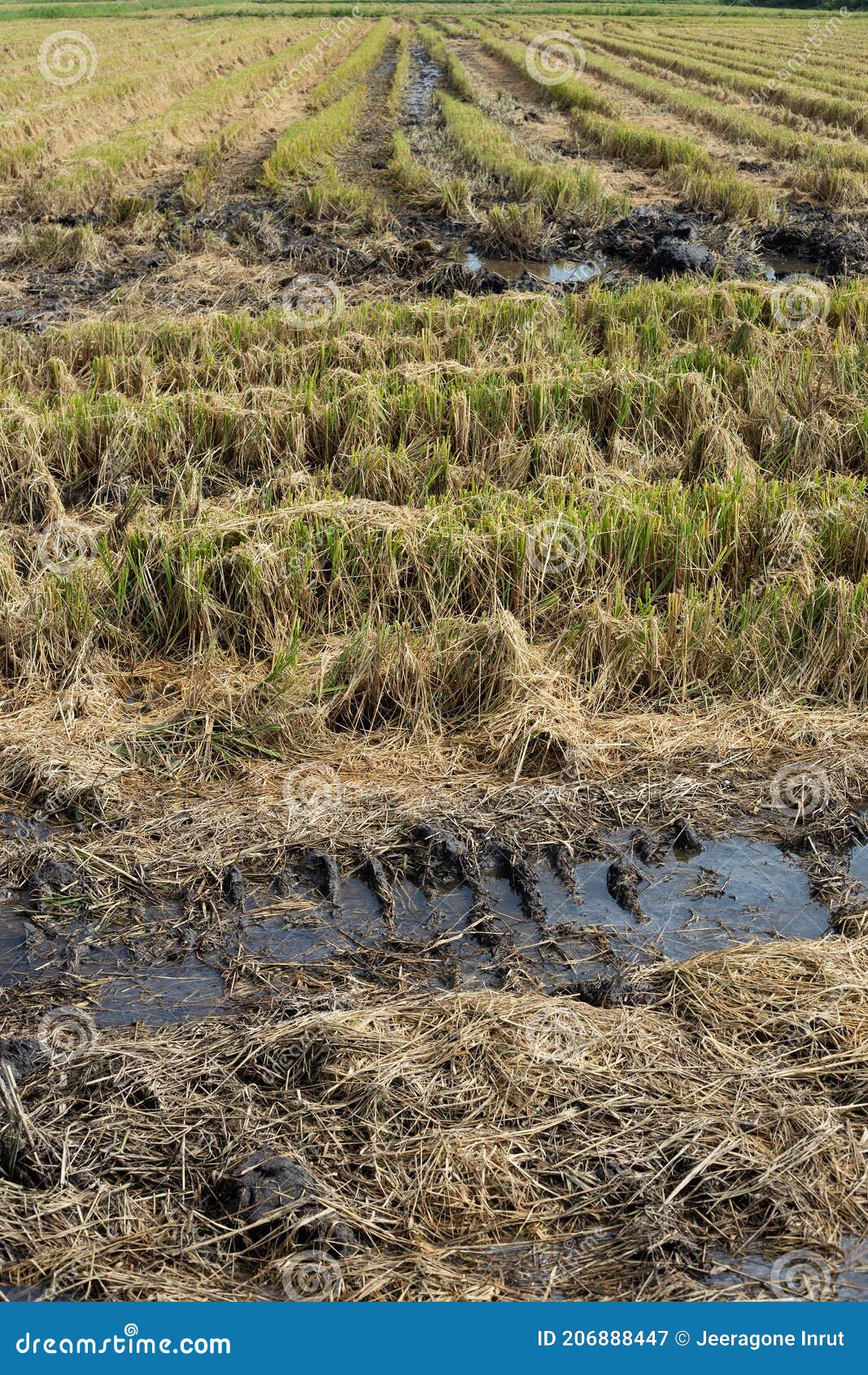 Rice Stump Remaining after Rice Harvest Stock Image - Image of harvest ...