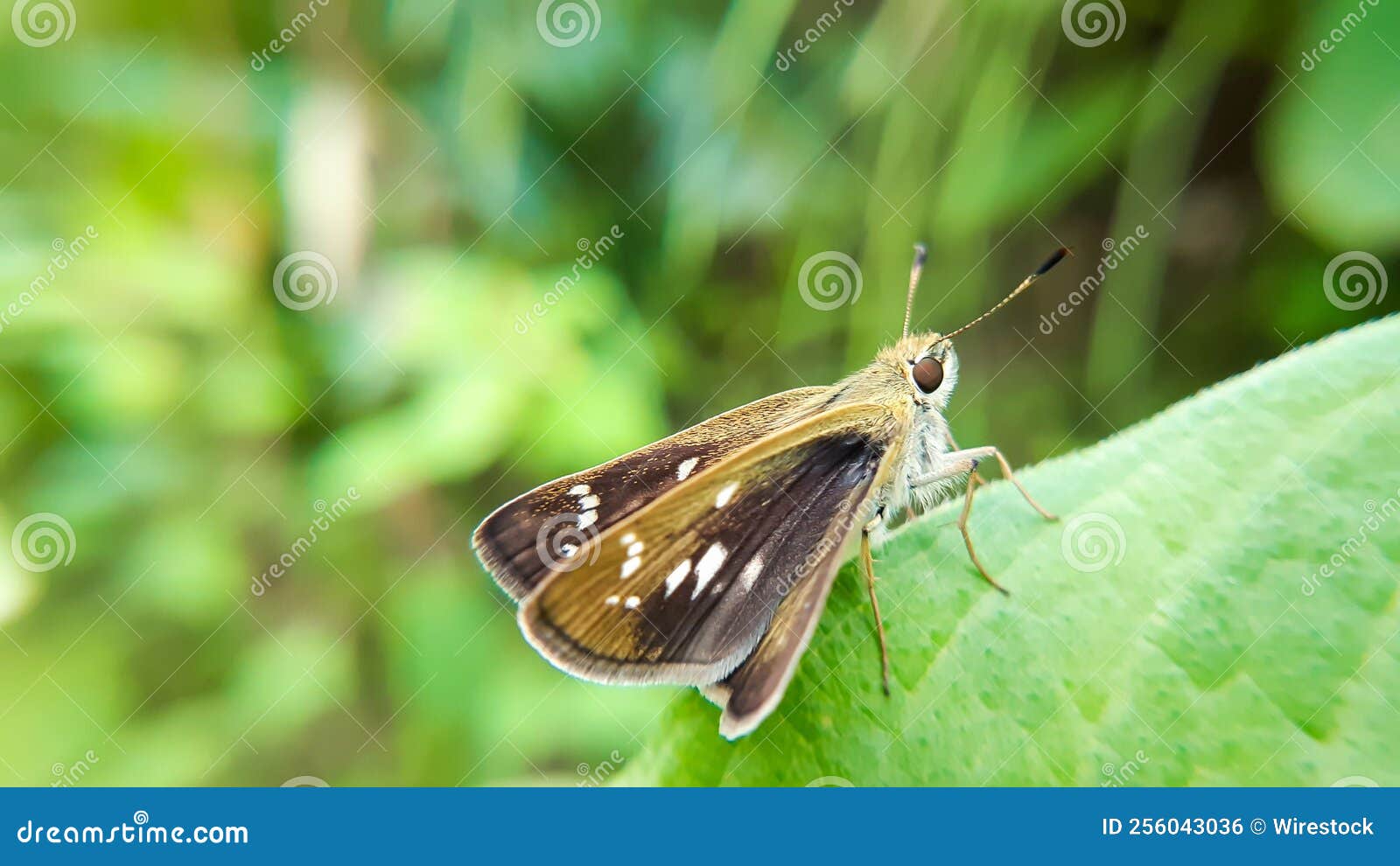 Rice Swift Butterfly in the Forest Stock Photo - Image of daytime ...