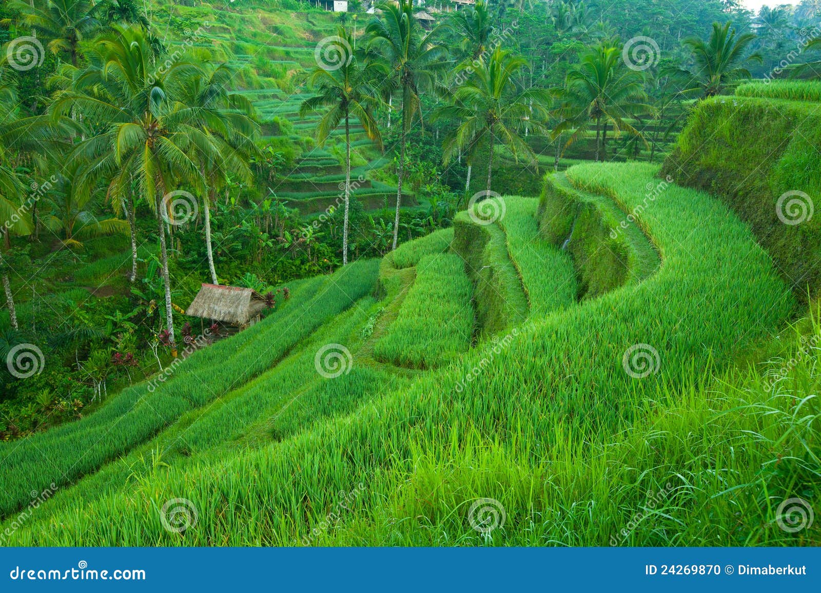 Rice Tarrace in Mountains on Bali Stock Photo - Image of outdoor, grain ...