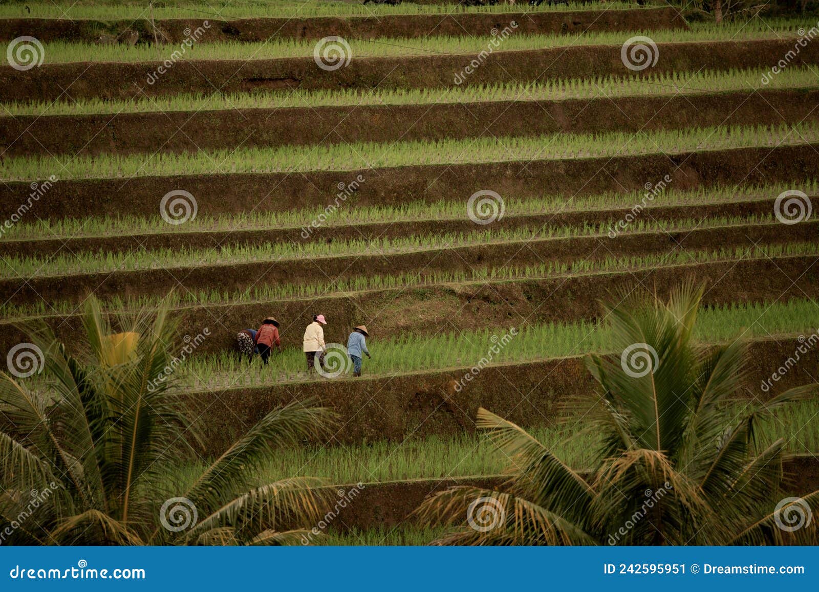 Rice teresses. editorial photo. Image of farming, asian - 242595951