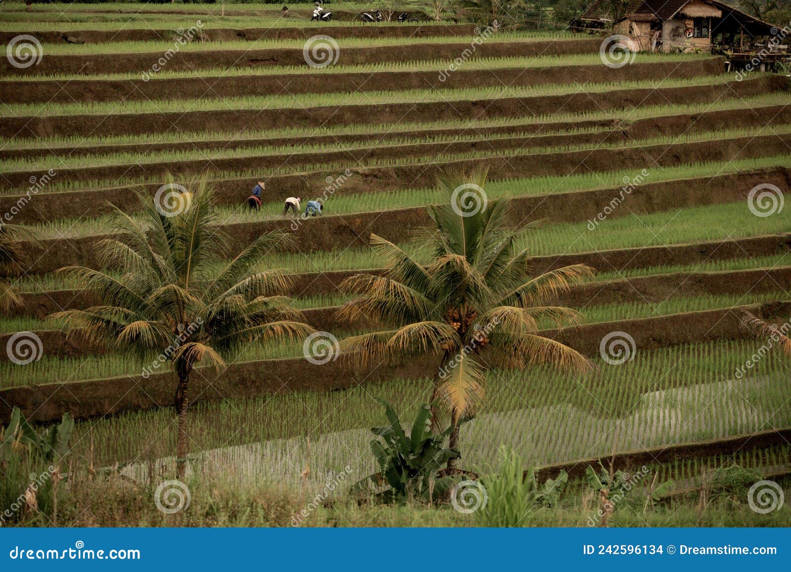 Rice teresses. stock photo. Image of valley, girl, farm - 242596134