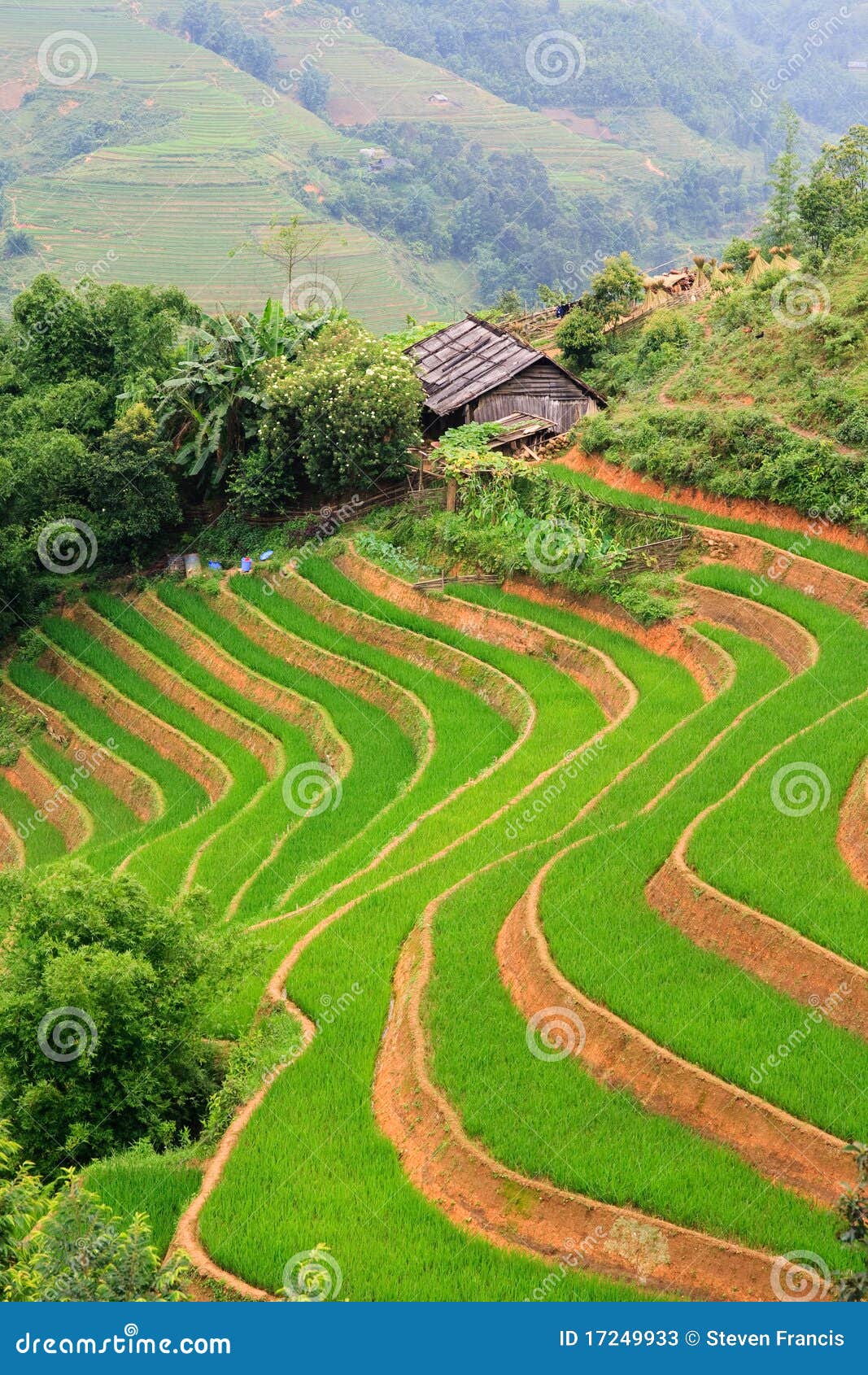Rice Terrace stock image. Image of harvest, rice, paddy - 17249933