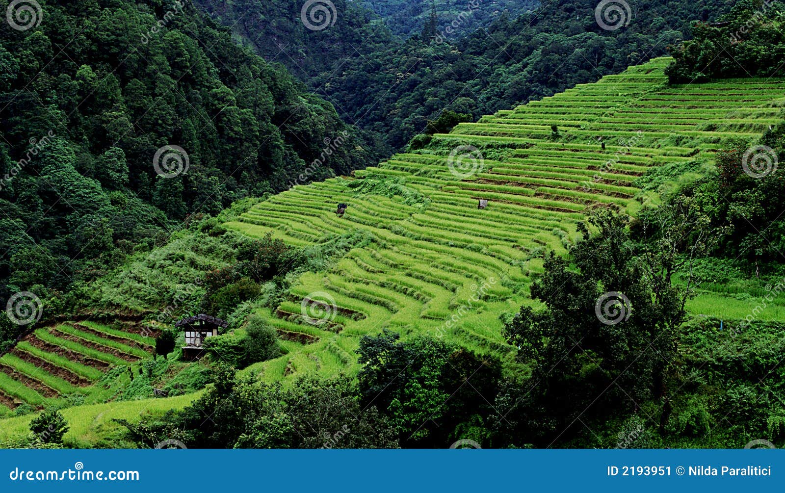 Rice terrace stock image. Image of green, asia, growing - 2193951