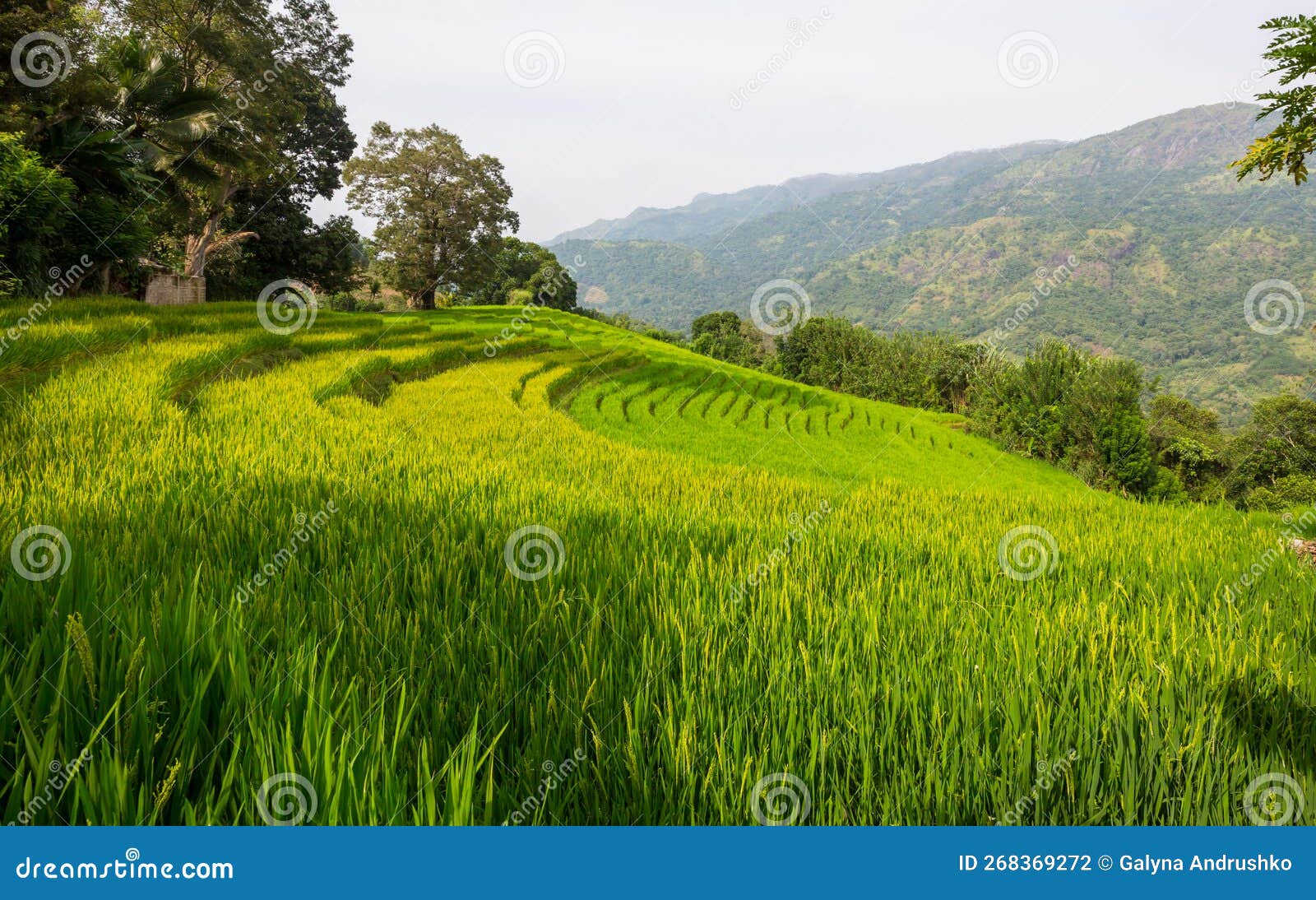 Rice terrace stock photo. Image of food, green, nature - 268369272