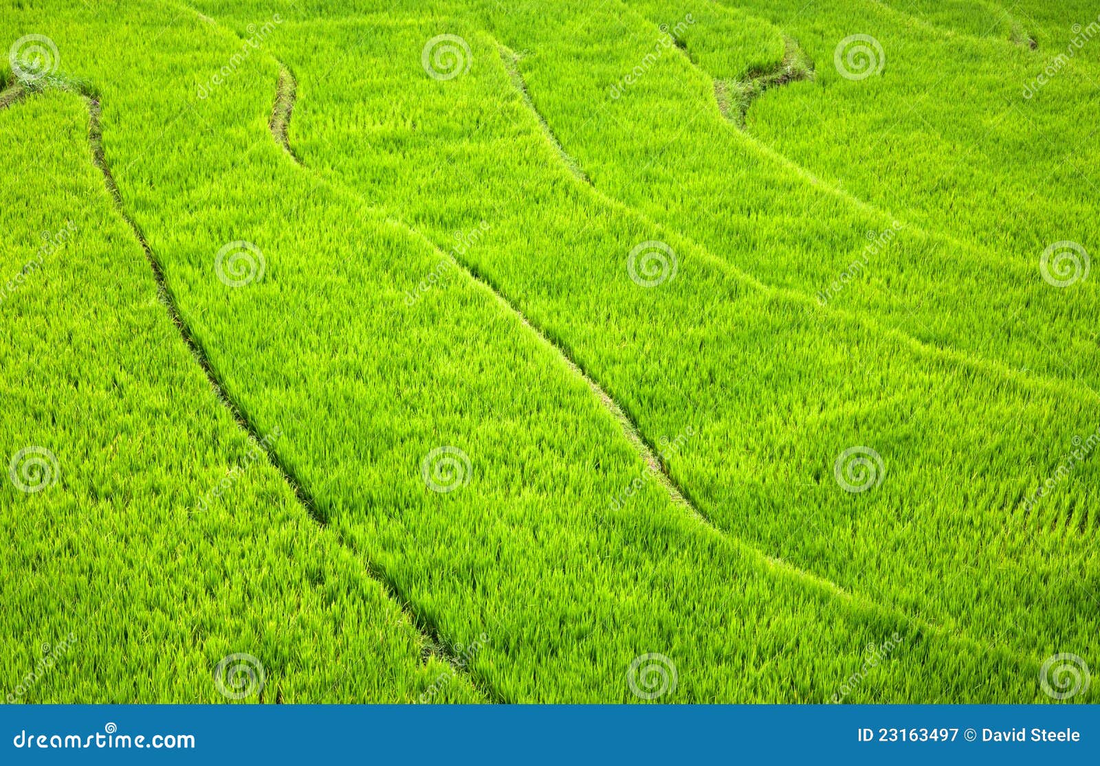 Rice Terrace Abstract stock image. Image of asia, green - 23163497