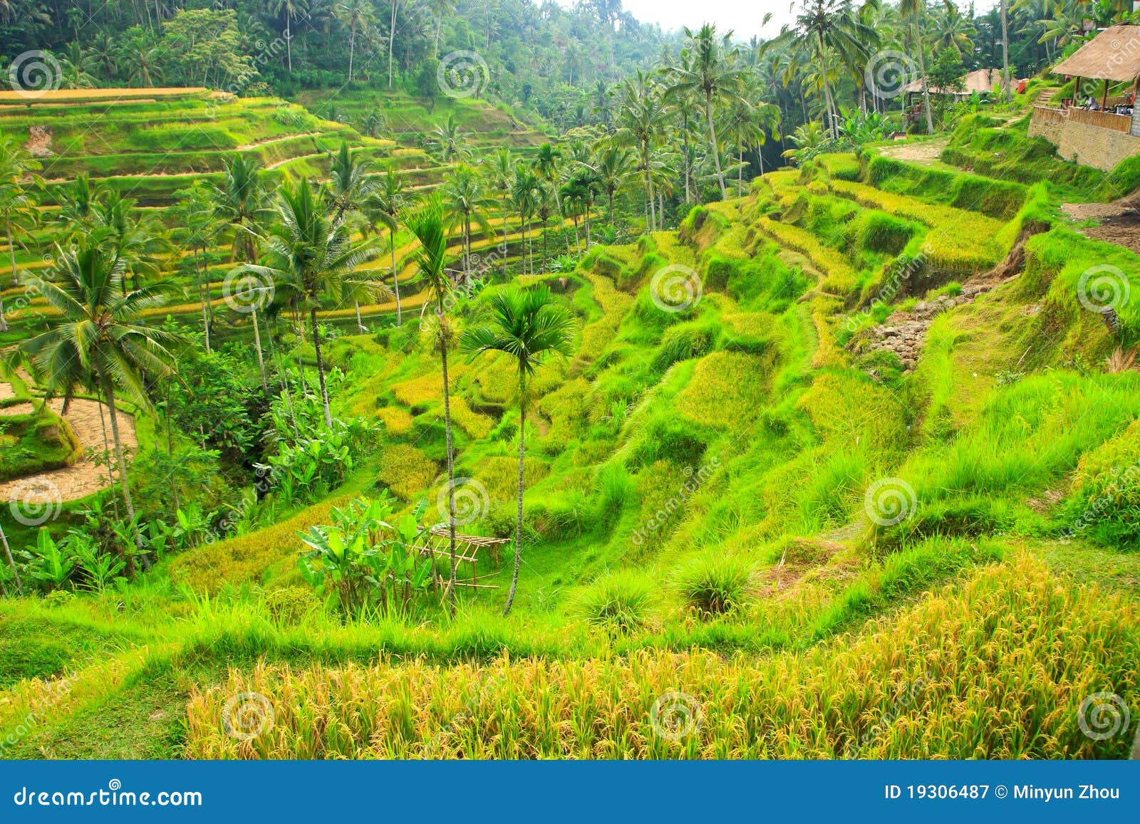 Rice terrace,Bali stock image. Image of paddy, steps - 19306487