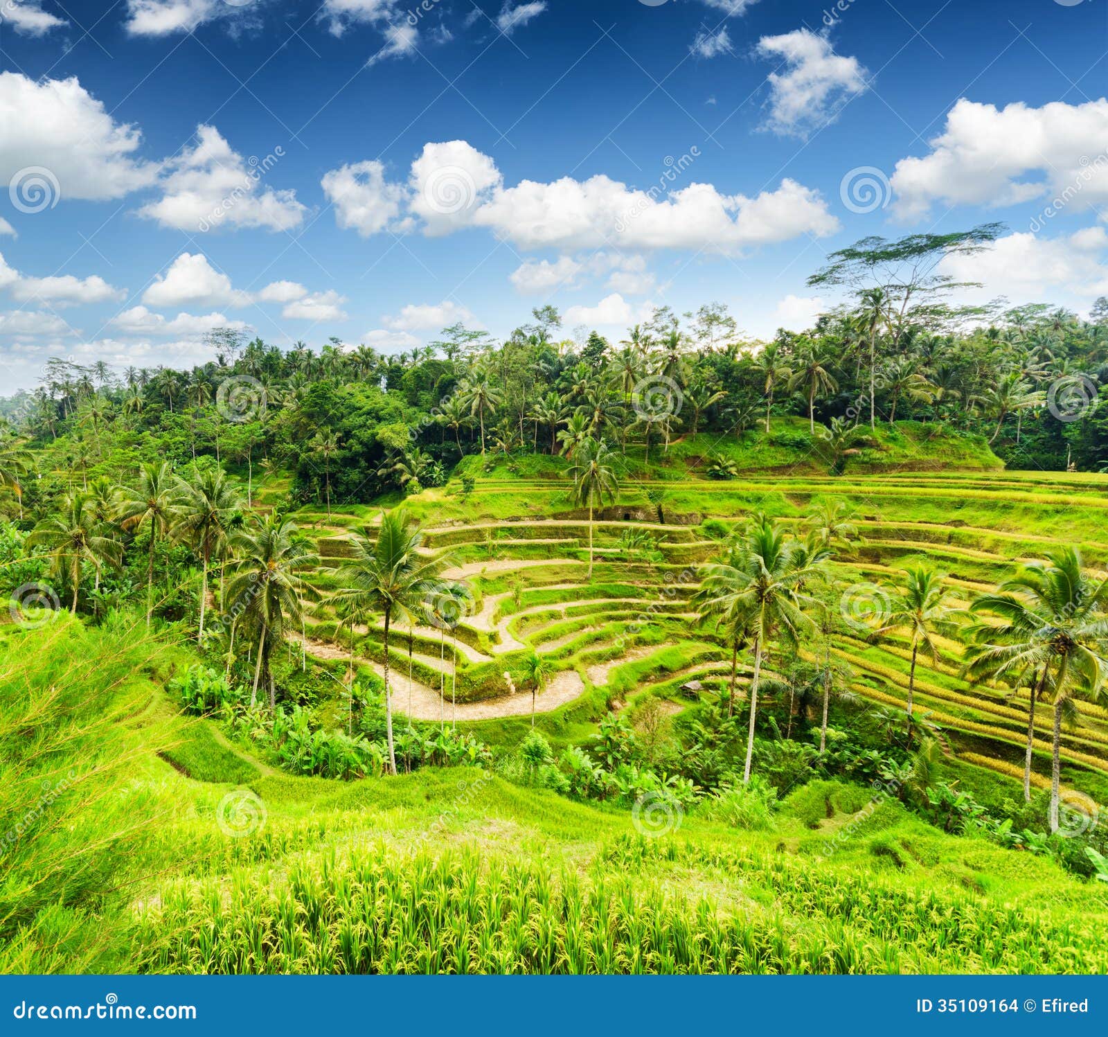 Rice Terrace of Bali Island, Indonesia Stock Photo - Image of asian ...