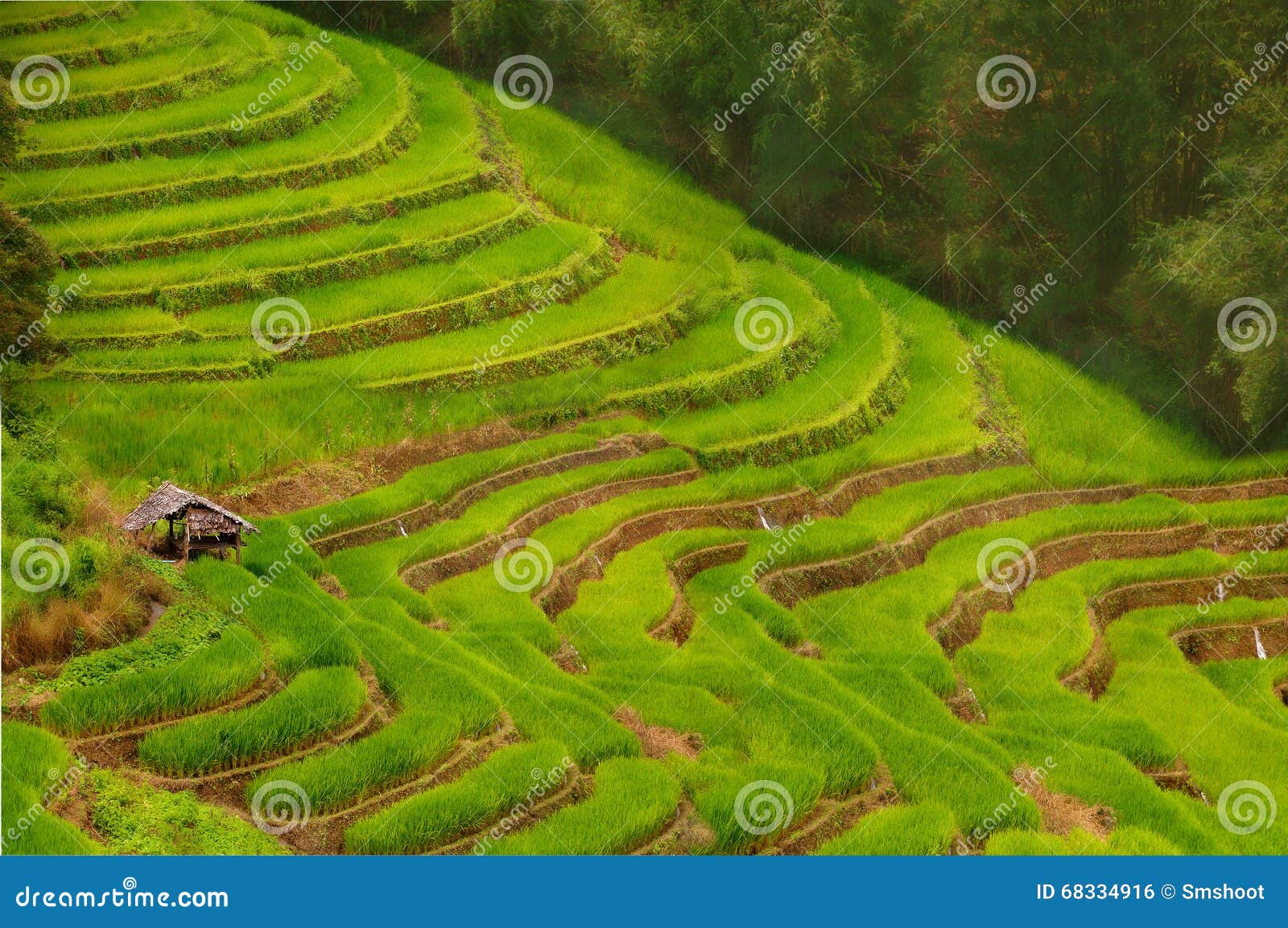 Rice Terrace close-up view stock photo. Image of crops - 68334916