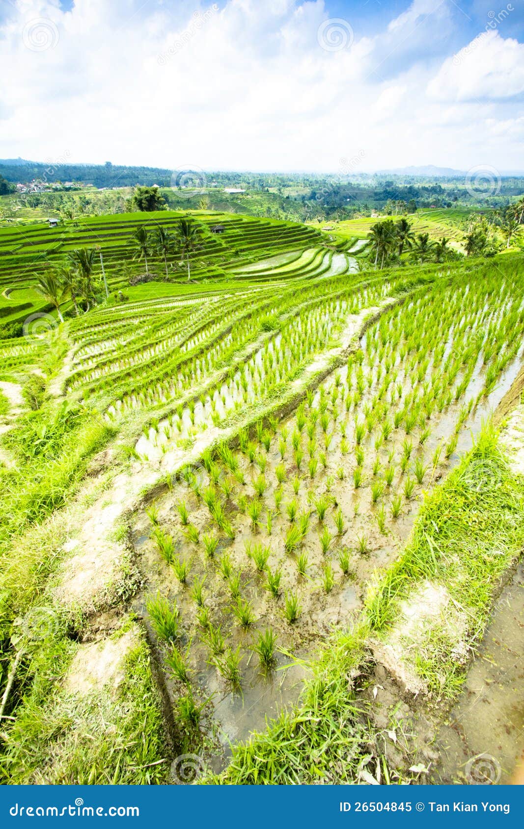 Rice terrace field stock image. Image of terraced, travel - 26504845