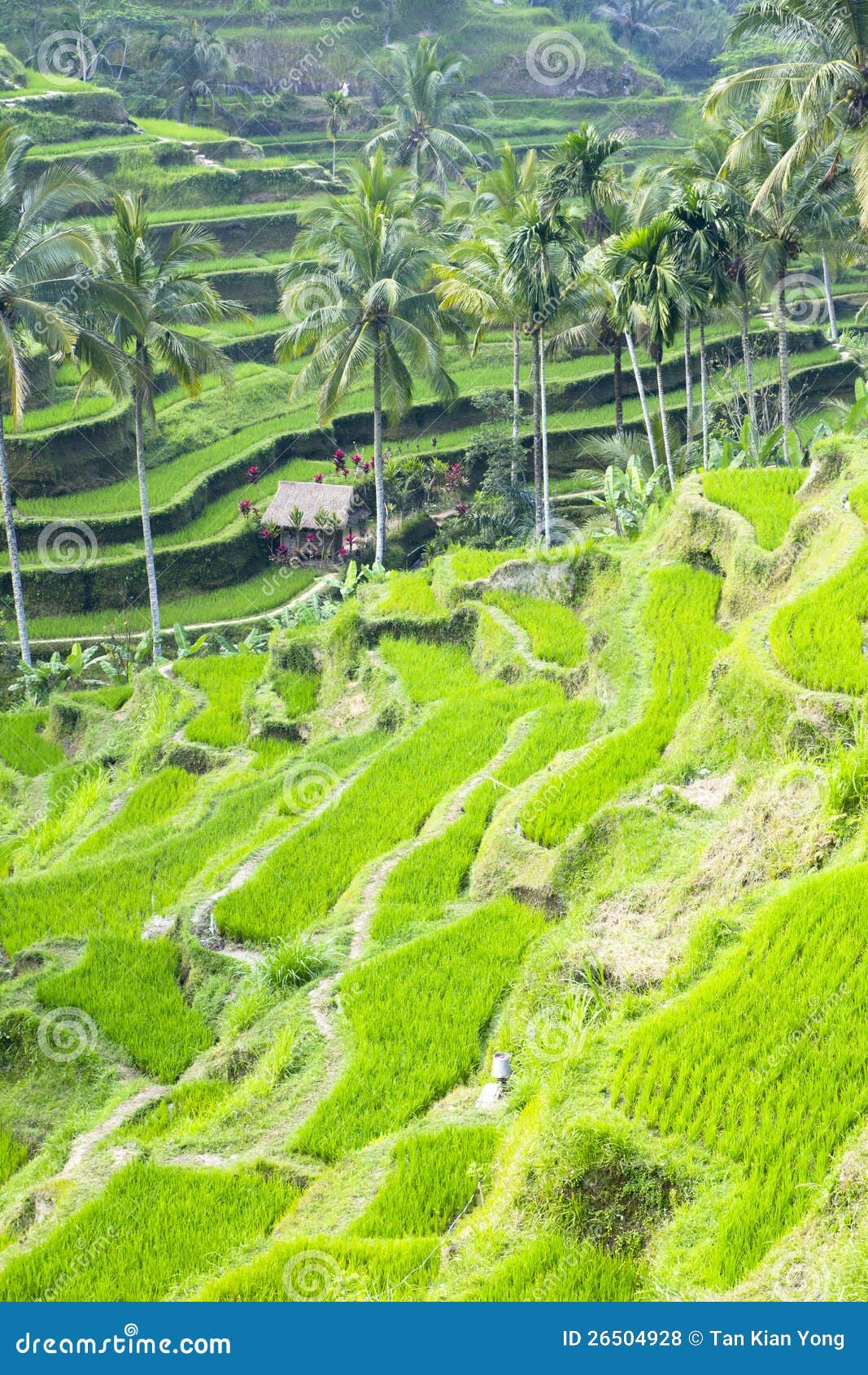 Rice terrace field stock photo. Image of agriculture - 26504928