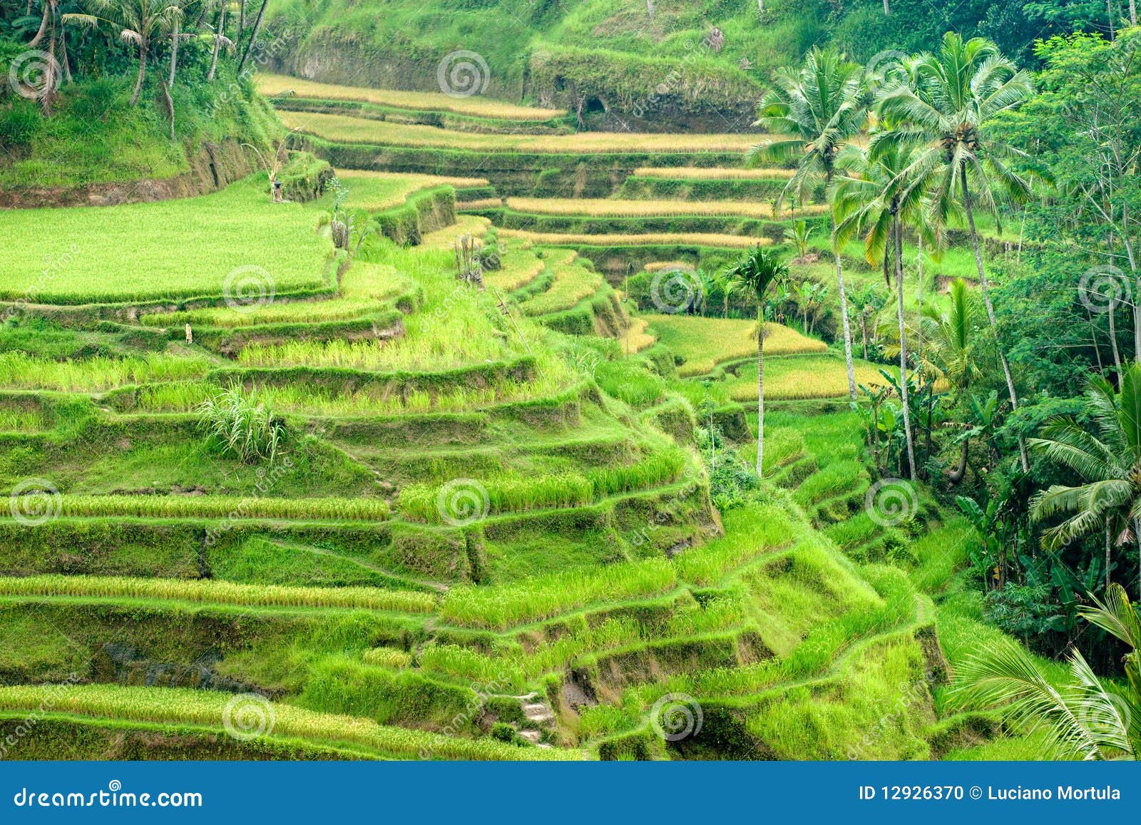 Rice Terrace Field, Ubud, Bali, Indonesia. Stock Photo - Image of food ...