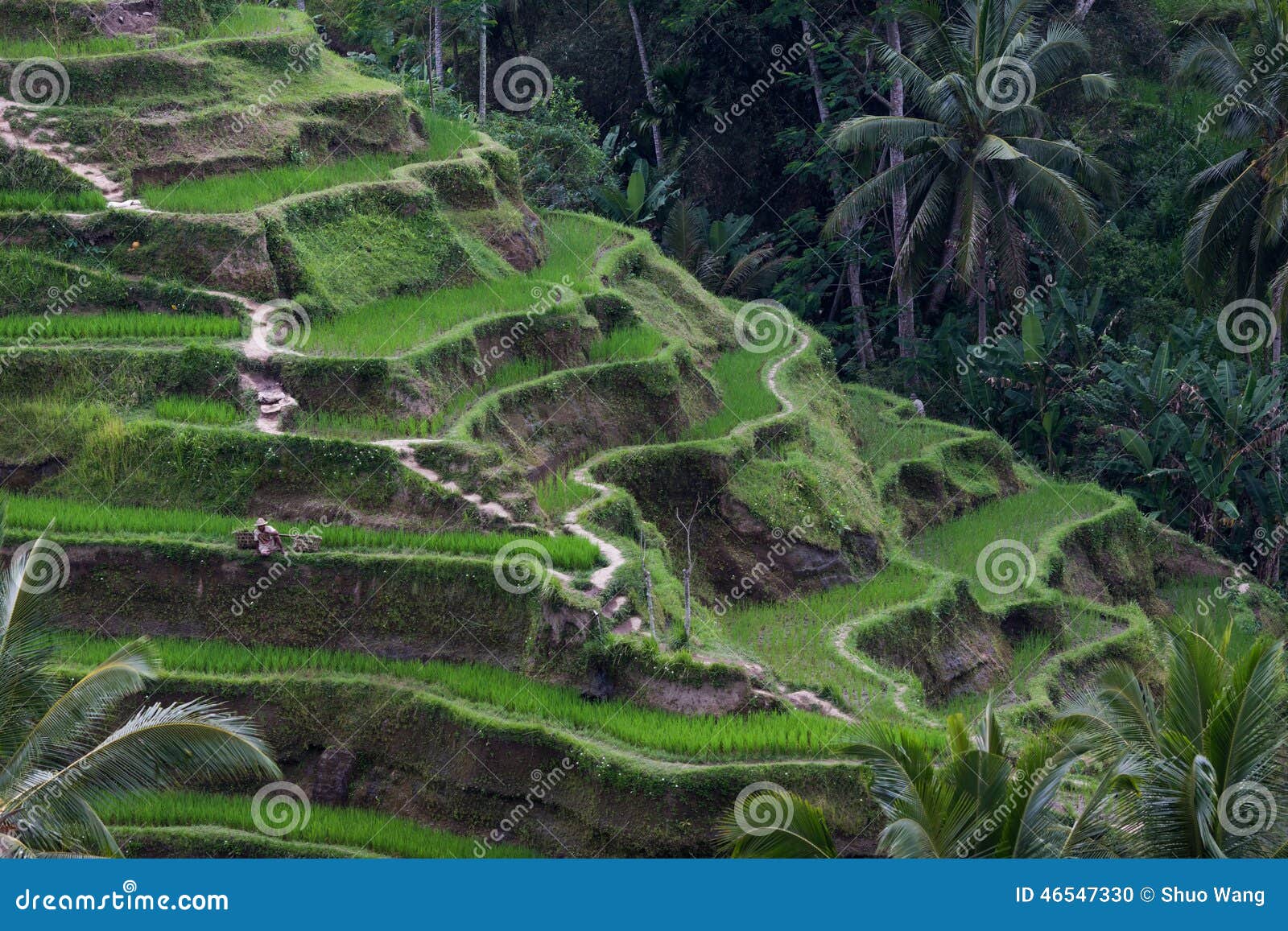 Terrace Field Royalty-Free Stock Photography | CartoonDealer.com #27772505