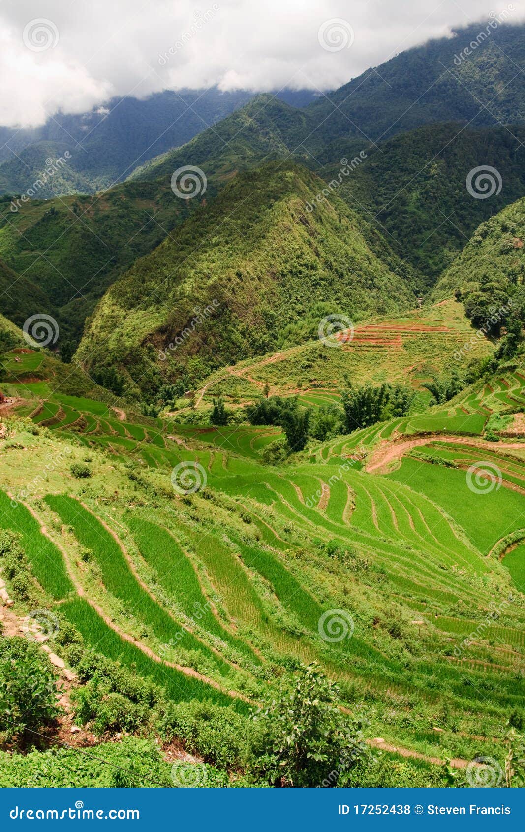 Rice Terrace Landscape stock photo. Image of greenery - 17252438