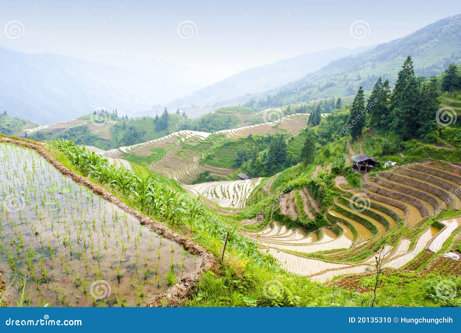 Rice Terrace Landscape in China Stock Photo - Image of china, crop ...