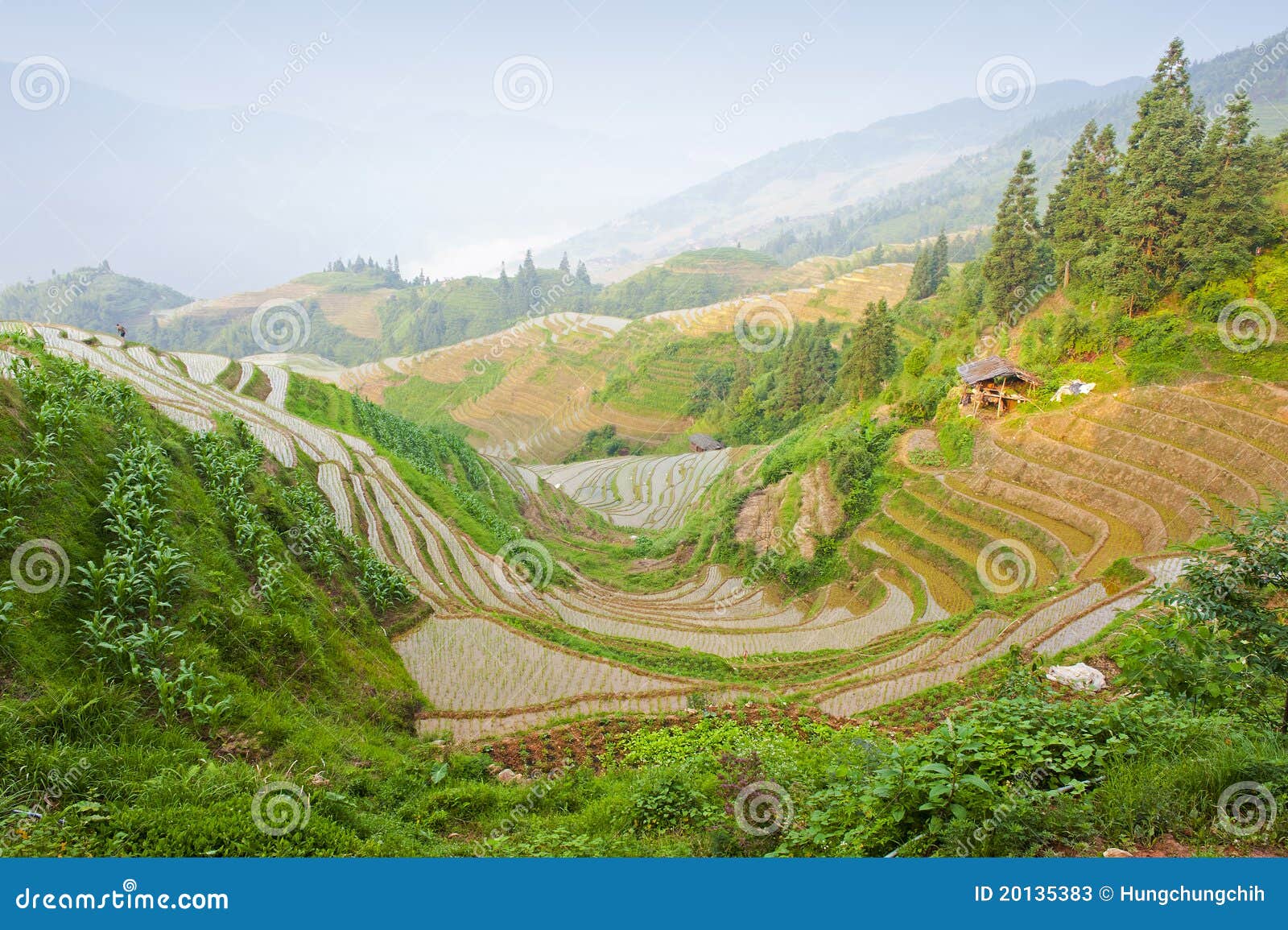 Rice Terrace Landscape in China Stock Image - Image of lines, beauty ...