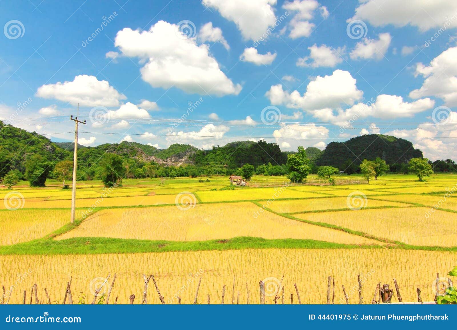 Rice terrace in laos editorial image. Image of laos, yellow - 44401975