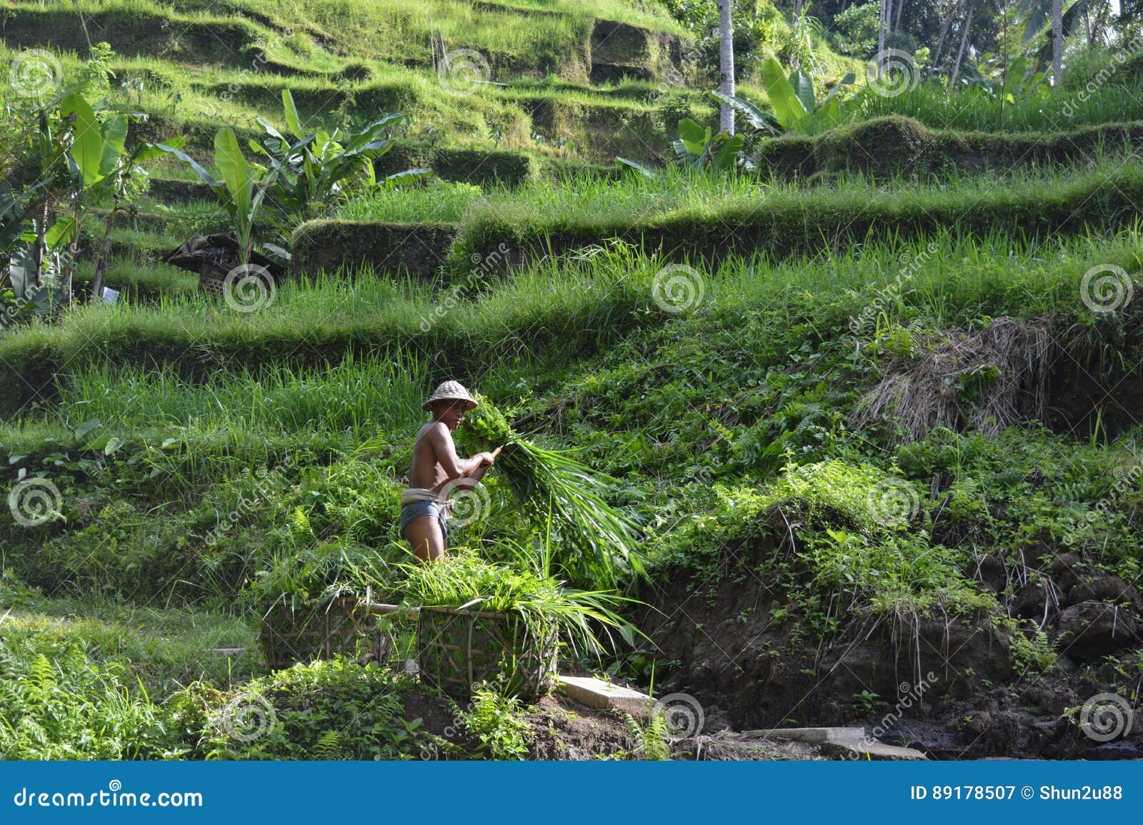 Rice Terrace Paddy Field stock image. Image of farming - 89178507