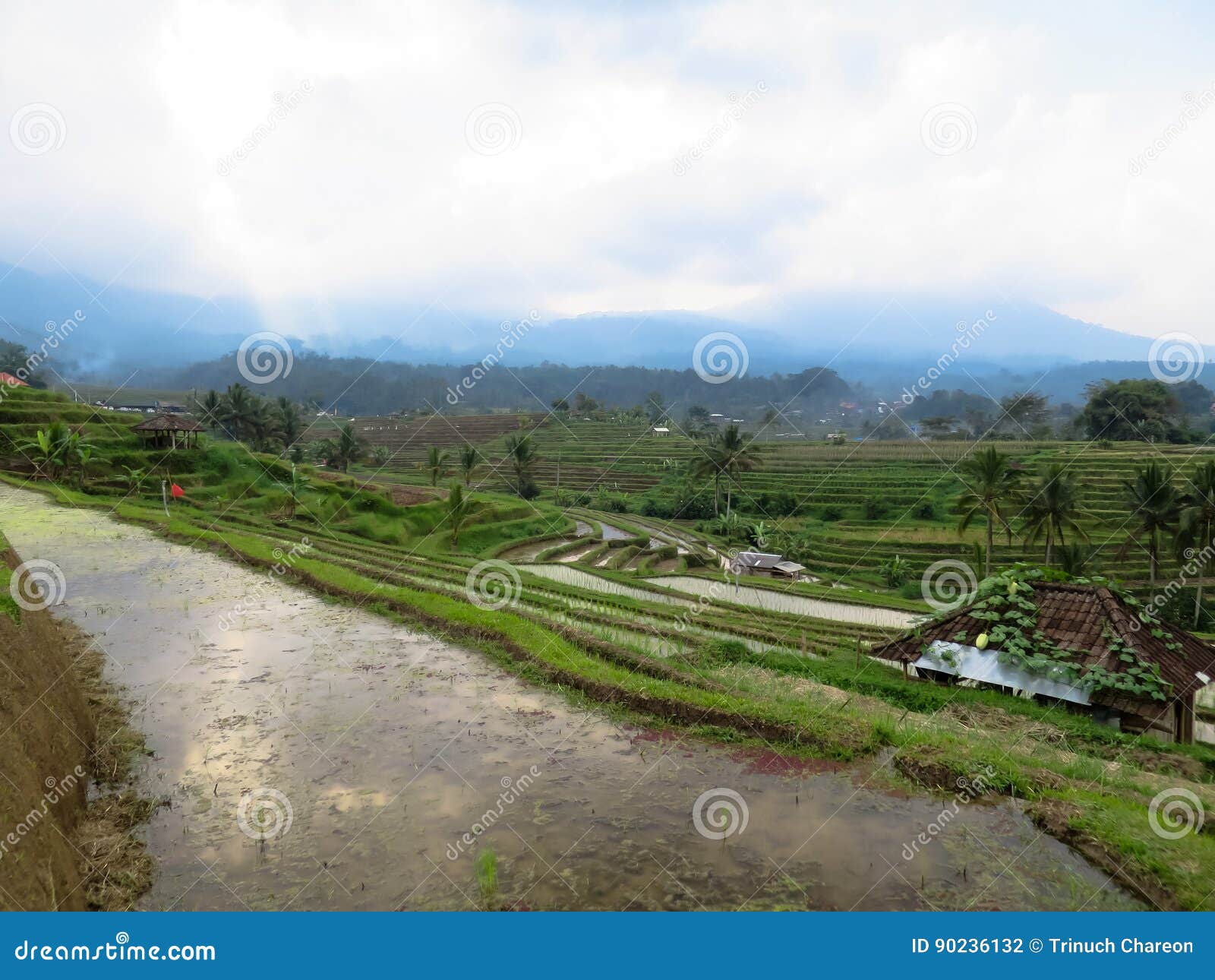 Rice Terrace Paddy Fields with Panoramic Curve Lines View, Water Stock ...