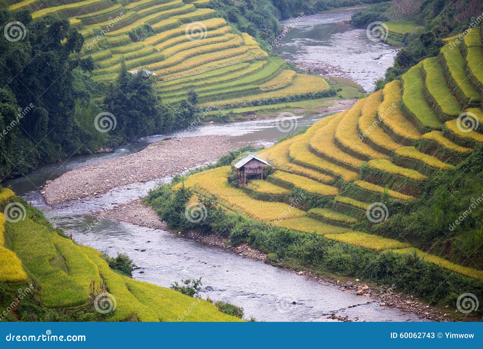 Rice Terrace in Vietnam stock image. Image of irrigate - 60062743