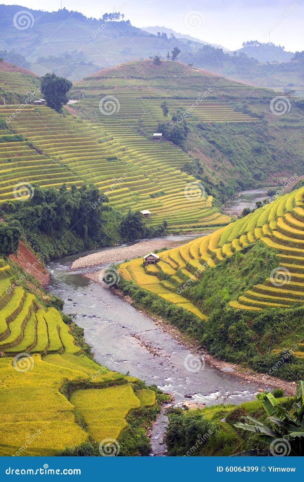 Rice Terrace in Vietnam stock image. Image of farmland - 60064399