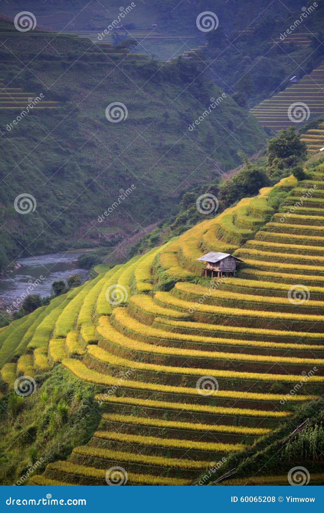 Rice Terrace in Vietnam stock photo. Image of land, indochina - 60065208