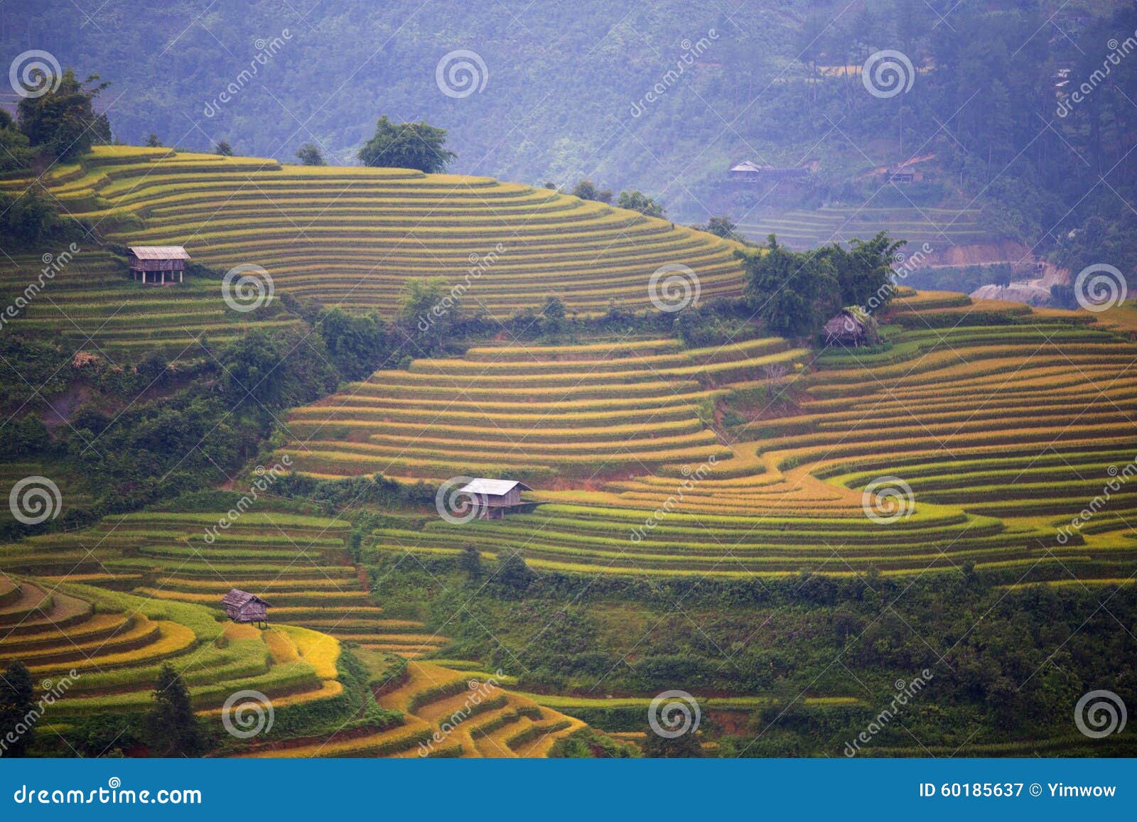 Rice Terrace in Vietnam stock image. Image of haze, hillside - 60185637