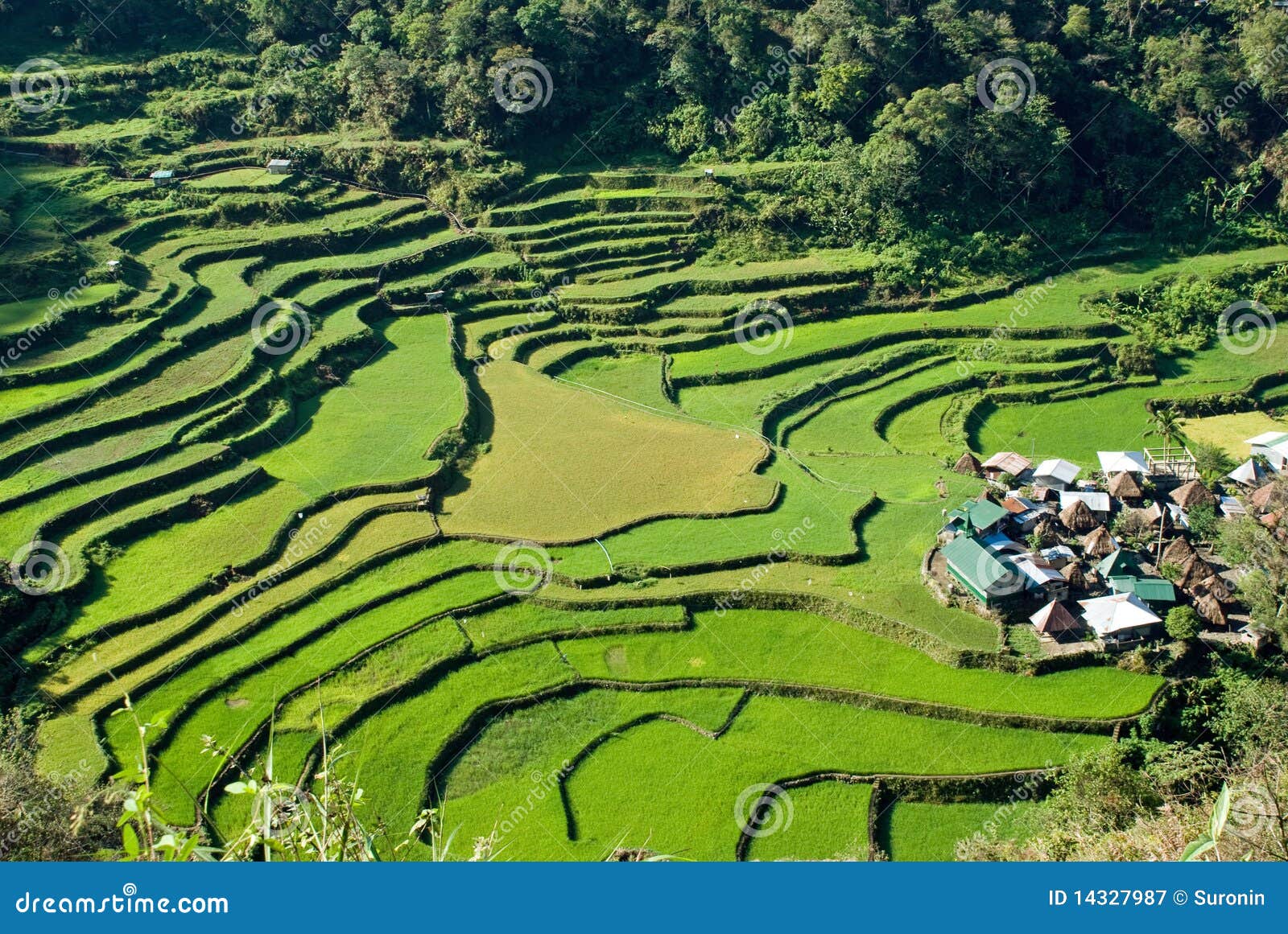 Rice terraces stock image. Image of terrace, rice, province - 14327987