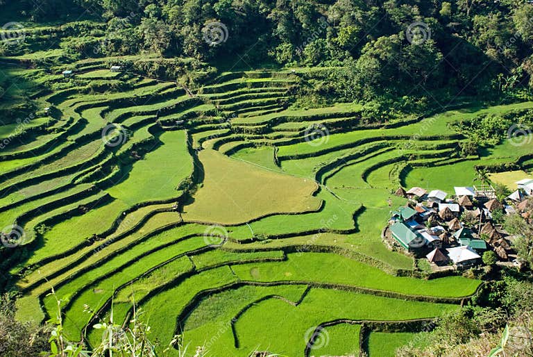 Rice terraces stock image. Image of terrace, rice, province - 14327987