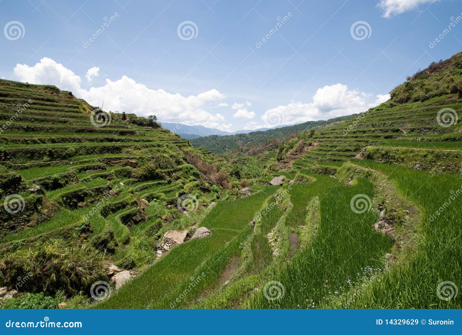 Rice Terraces stock image. Image of unesco, terrace, agriculture - 14329629