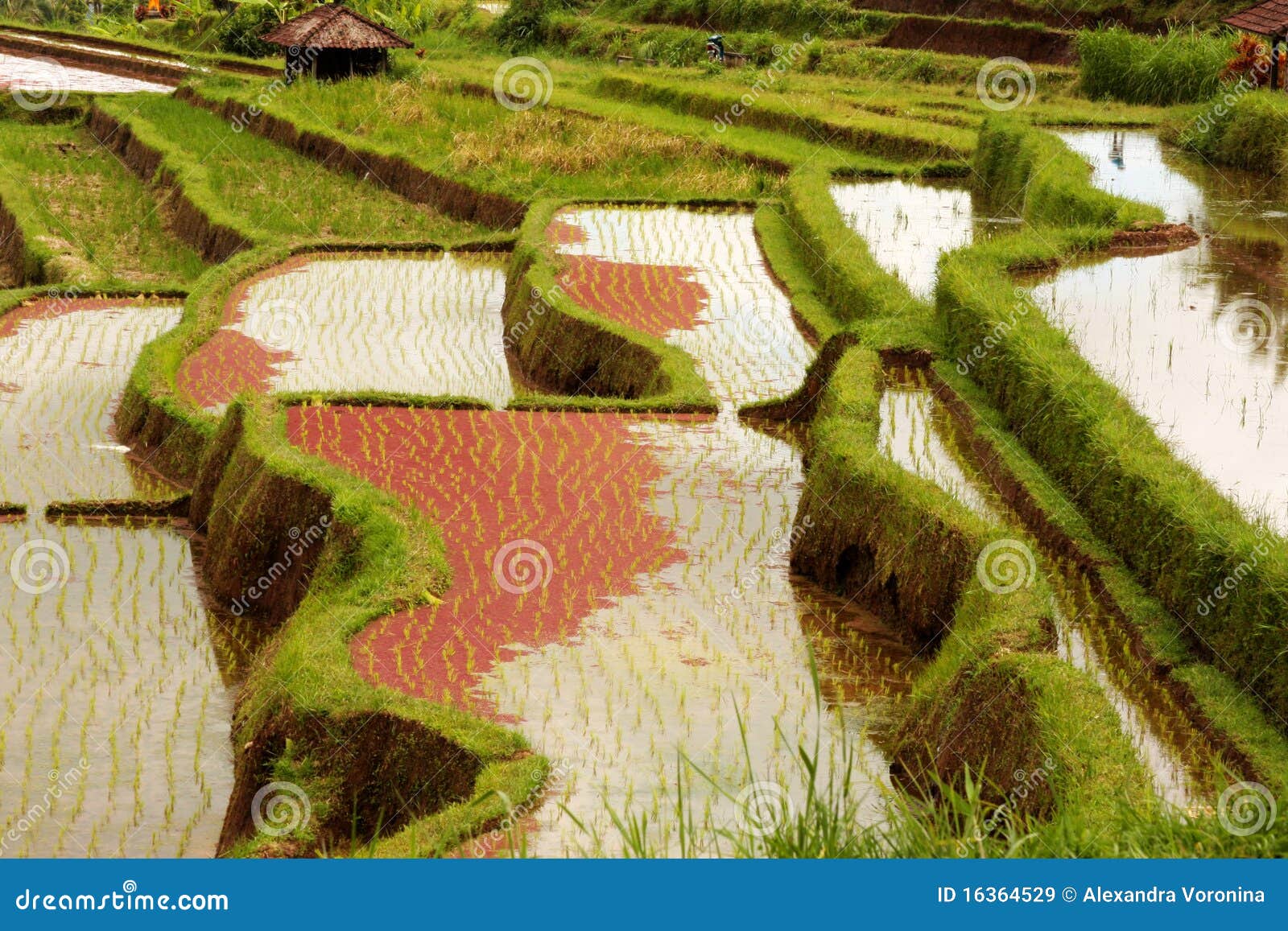 Rice terraces stock image. Image of terraces, bali, color - 16364529