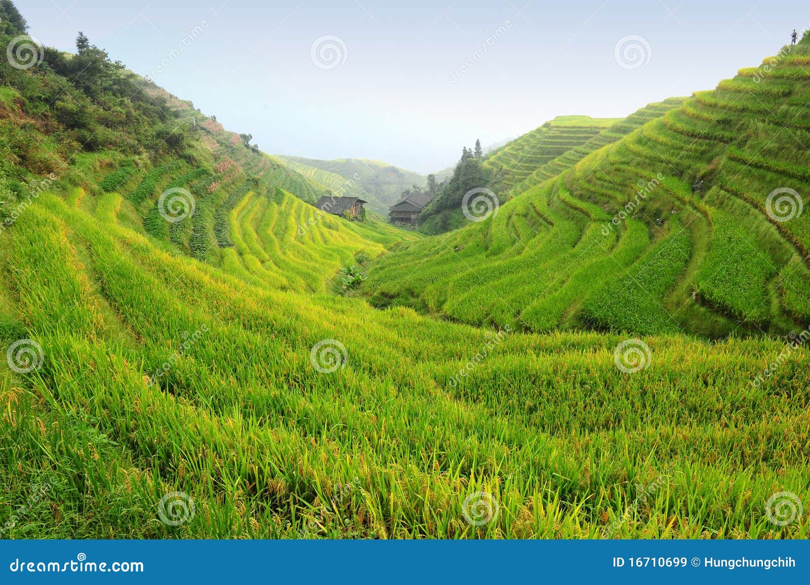 Rice terraces stock image. Image of crop, autonomous - 16710699