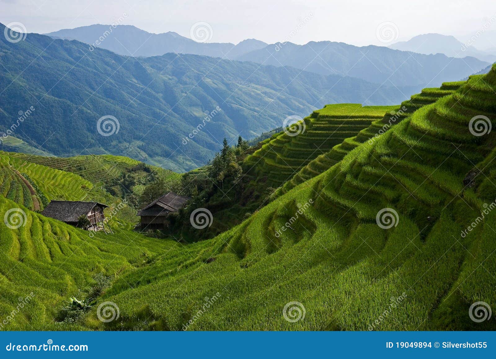 Rice Terraces stock photo. Image of tourism, asia, historic - 19049894