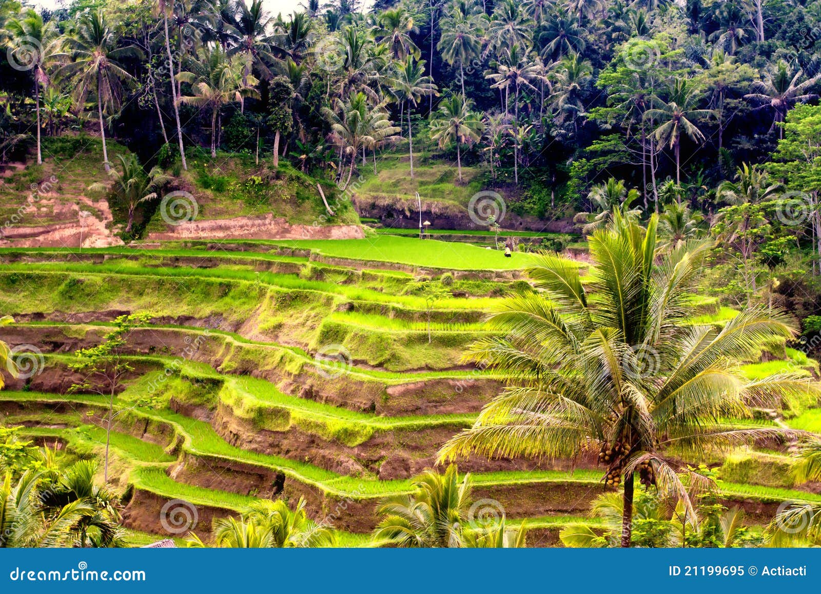 Rice terraces stock image. Image of east, asian, beautiful - 21199695