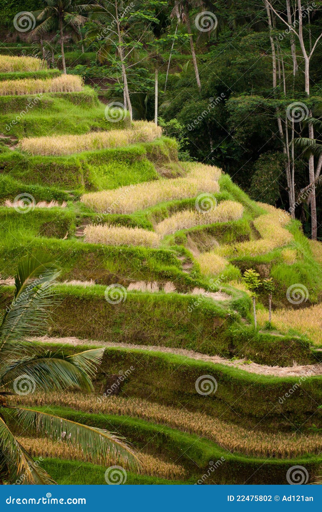 Rice Terraces stock photo. Image of tegalalang, ubud - 22475802
