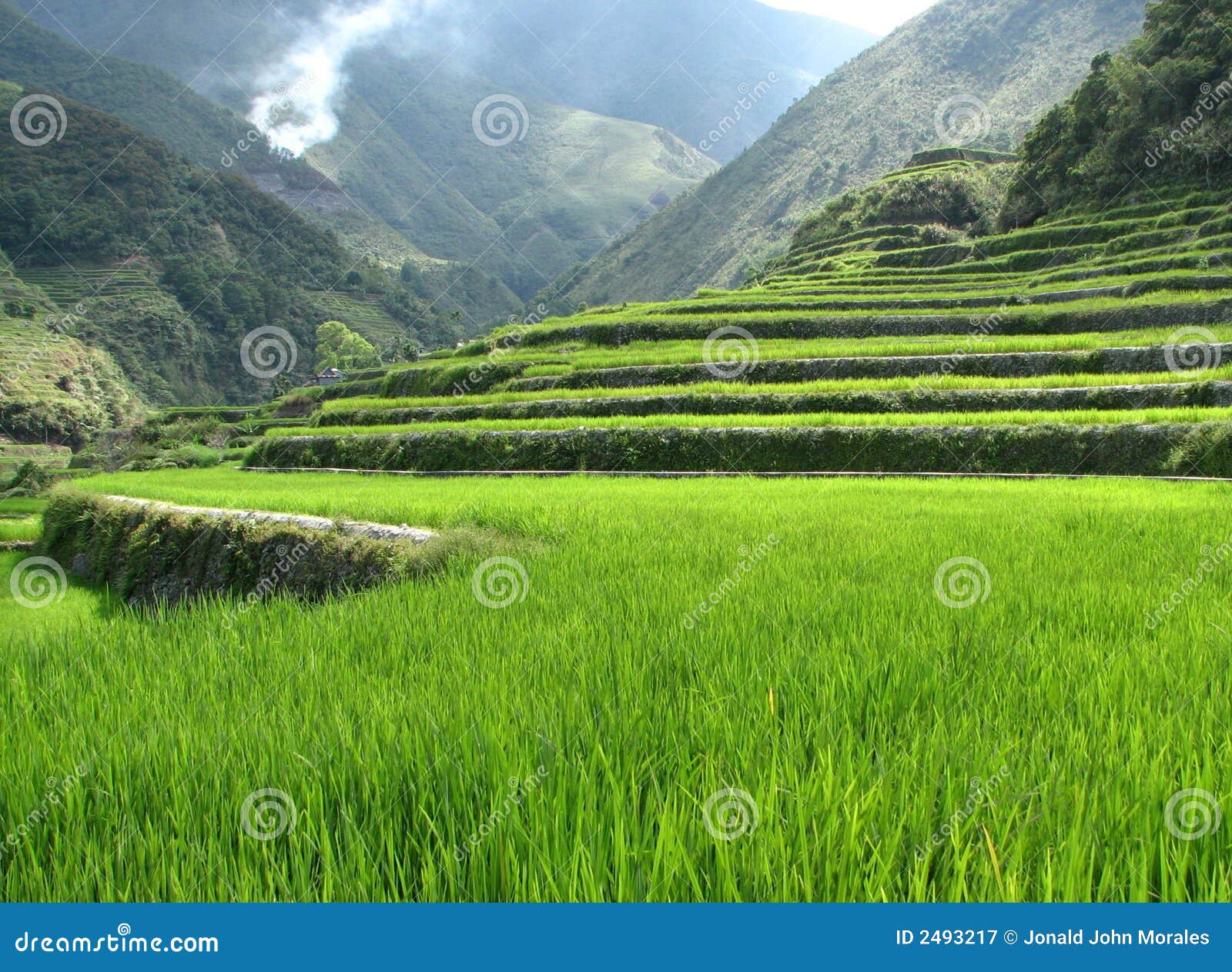 Sun And Rice Terraces Royalty-Free Stock Image | CartoonDealer.com ...
