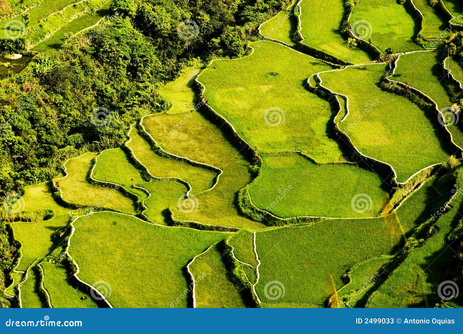 Rice Terraces stock image. Image of attraction, beauty - 2499033