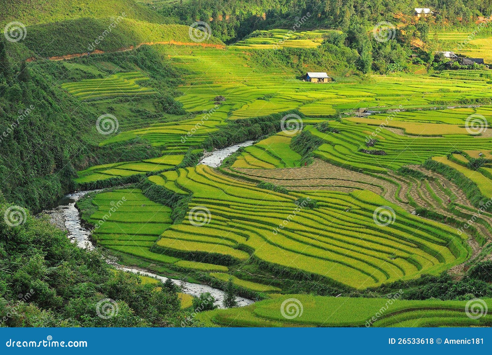 Rice terraces stock photo. Image of plantation, growth - 26533618