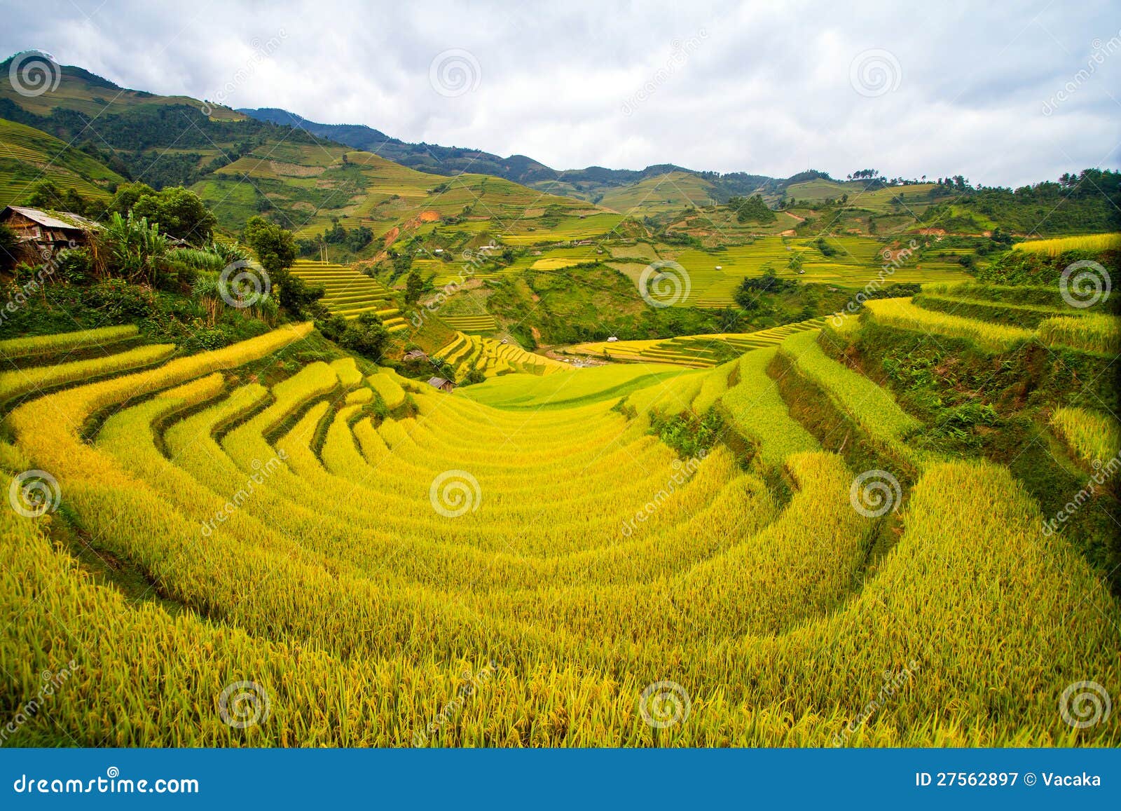 Rice Terraces stock image. Image of giang, crop, area - 27562897