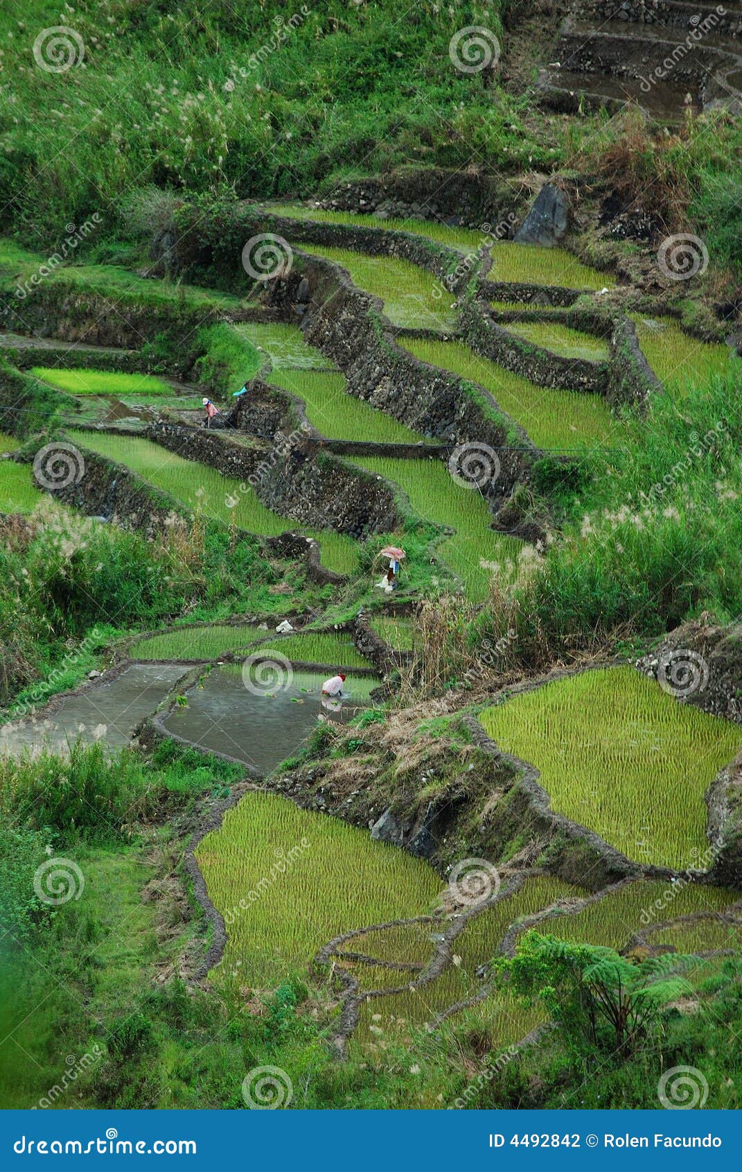 Rice Terraces stock photo. Image of planting, harvest - 4492842