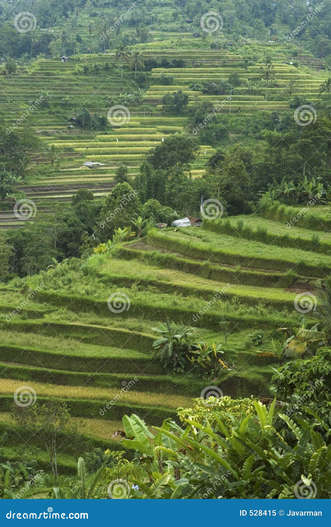 Rice terraces stock image. Image of east, asian, coconut - 528415
