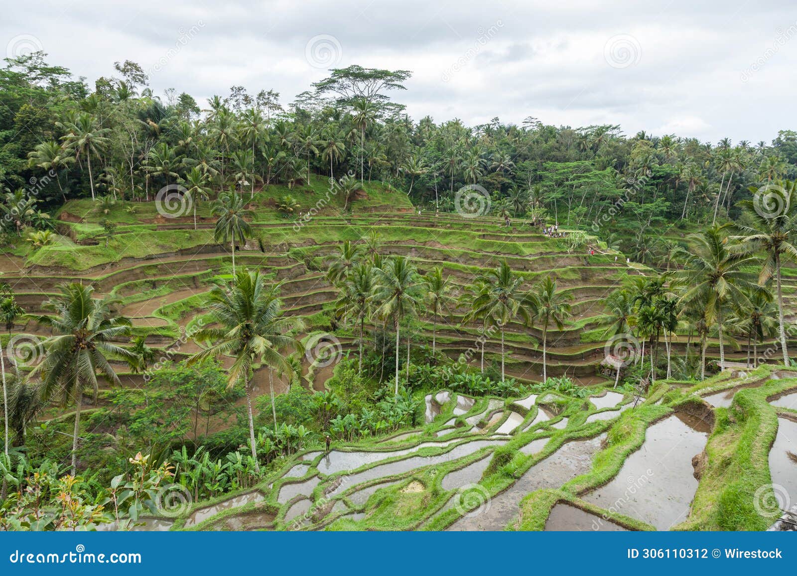 Rice Terraces Adorn the Lush Tropical Hillside. Stock Photo - Image of ...