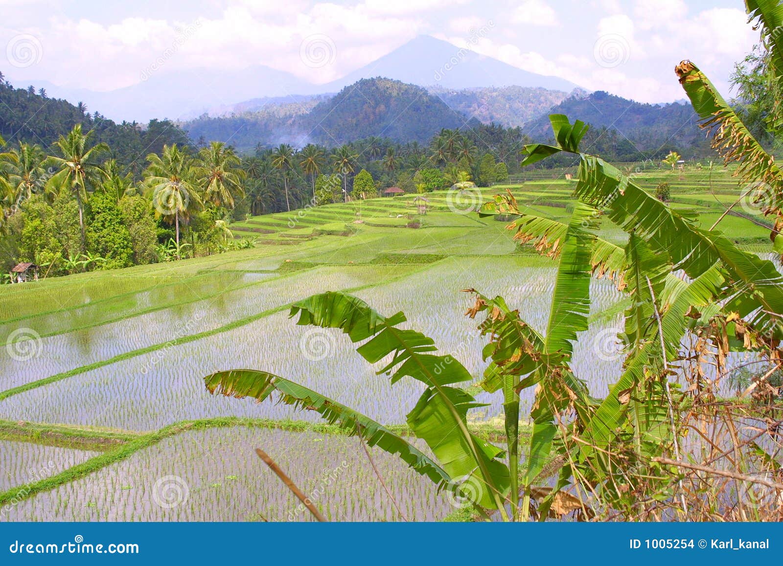Rice terraces of Asia stock photo. Image of paradise, palmtrees - 1005254