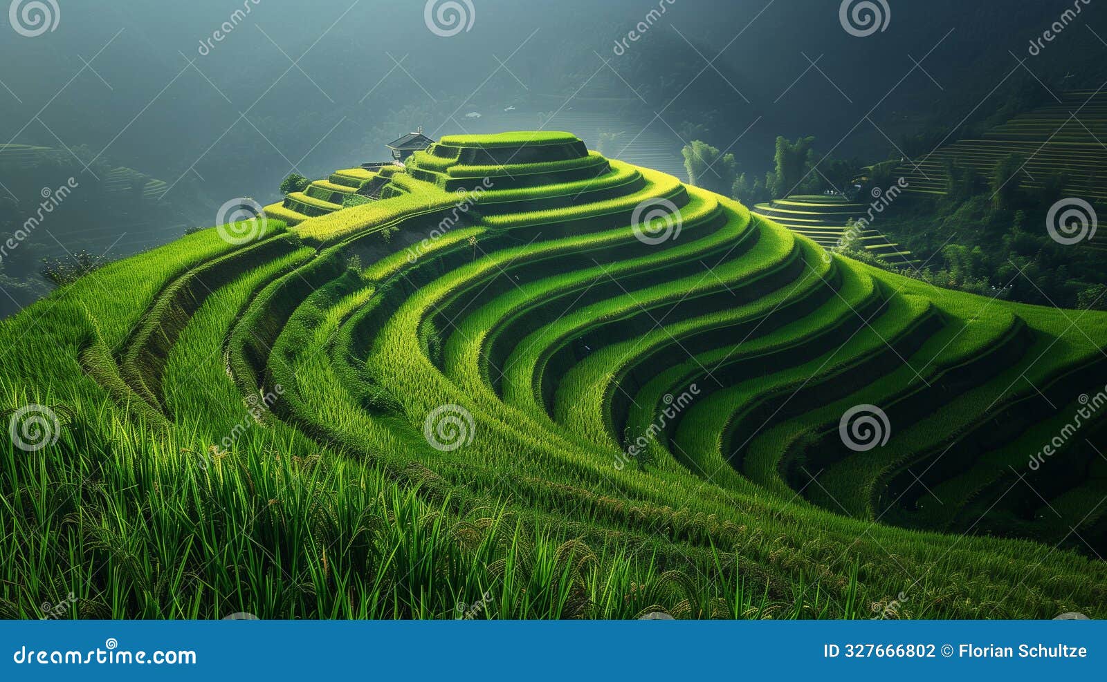 Rice terraces in Asia stock illustration. Illustration of cosmetology ...