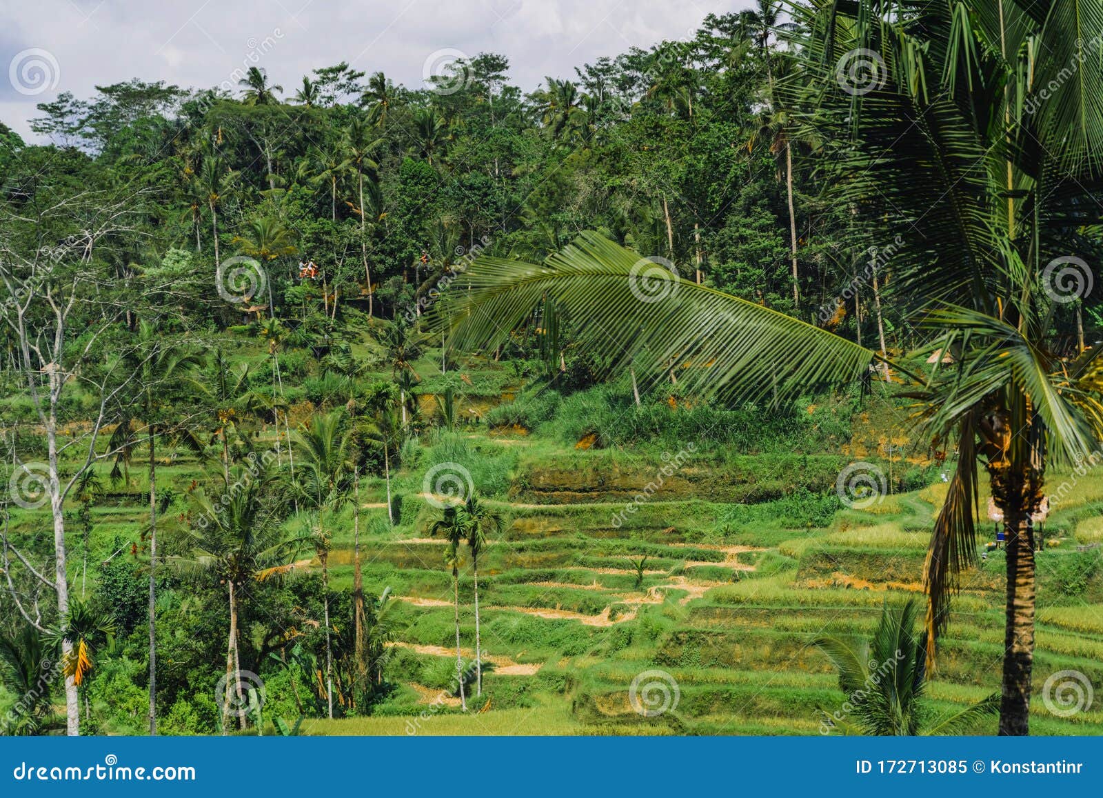 9,448 Jungle Fields Stock Photos - Free & Royalty-Free Stock Photos ...