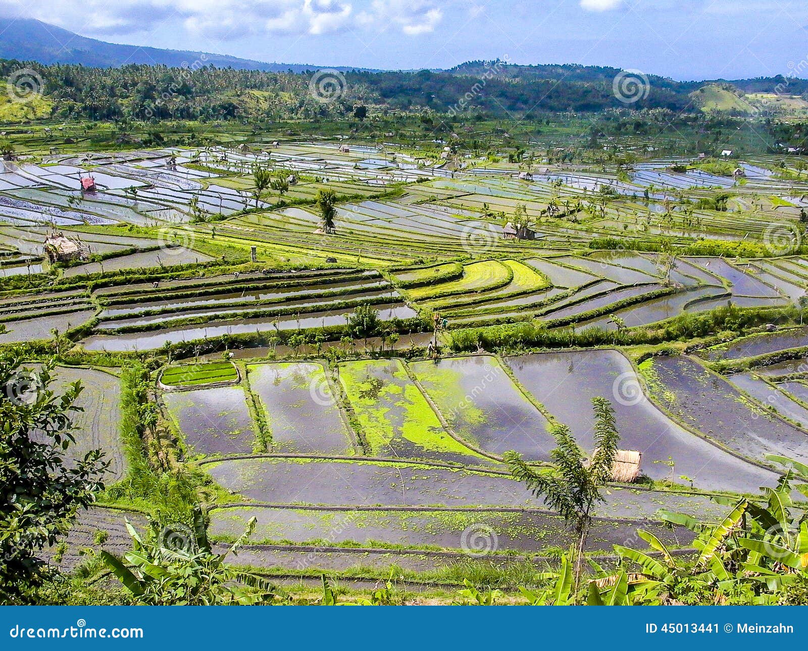 Rice terraces in Bali stock image. Image of sunny, plants - 45013441