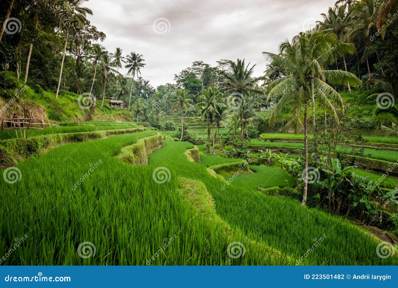 Rice Terraces on Bali, Ubud Stock Photo - Image of rice, freedom: 223501482