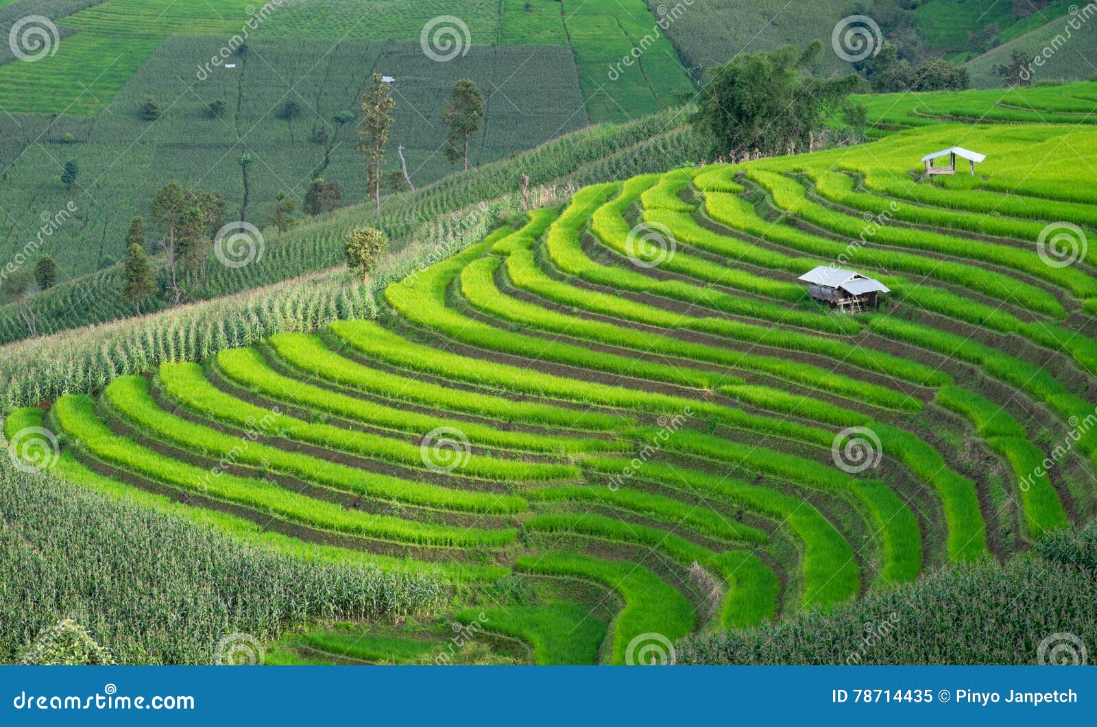 Rice Terraces in Chiang Mai, Thailand. Stock Image - Image of ...