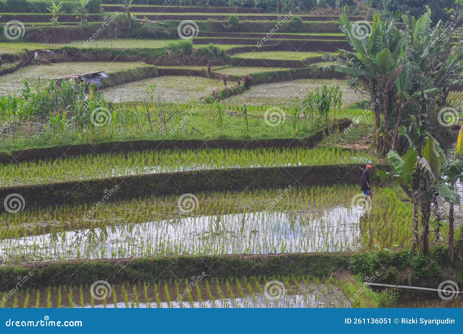 Rice Terraces in Cianjur, West Java, Indonesia. Beautiful Indonesia ...